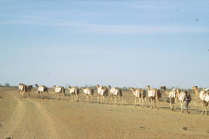 L’équipe - Nomade Sahel - la mobilisation politique parmi les éleveurs ...